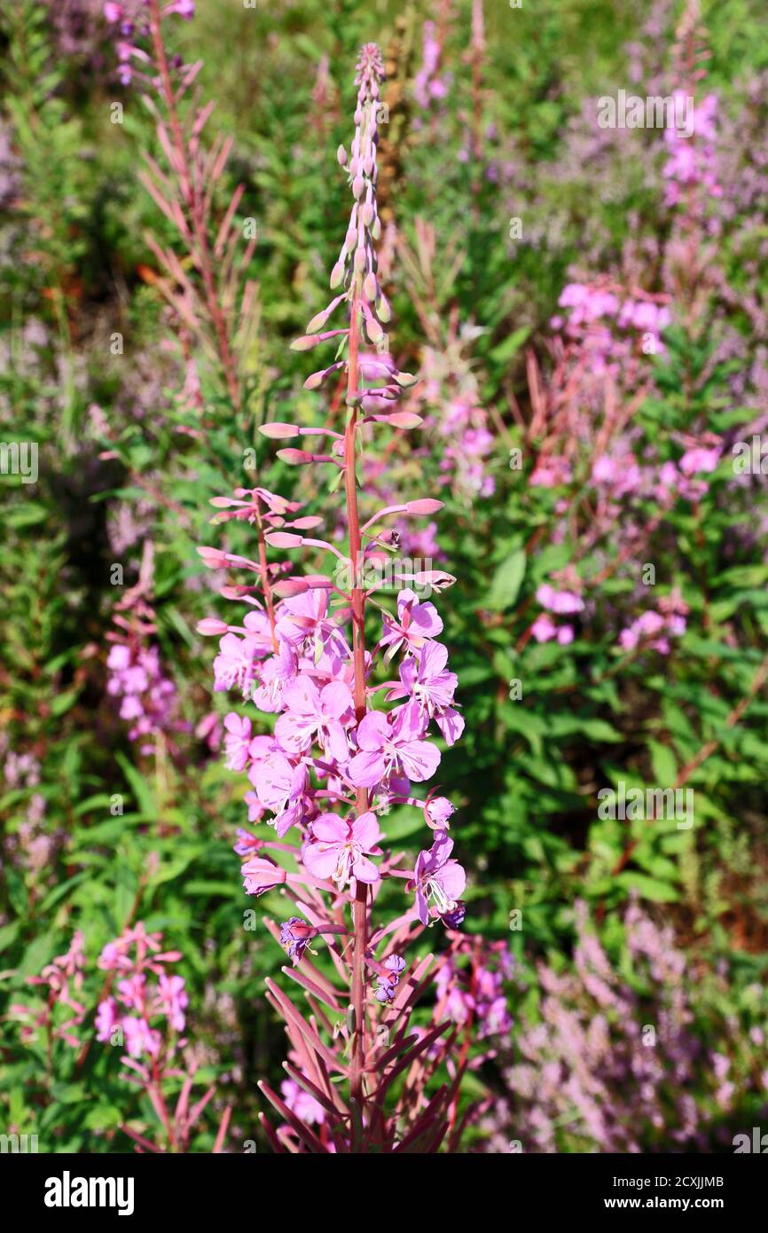 Rosebay willowherb hi-res stock photography and images - Alamy