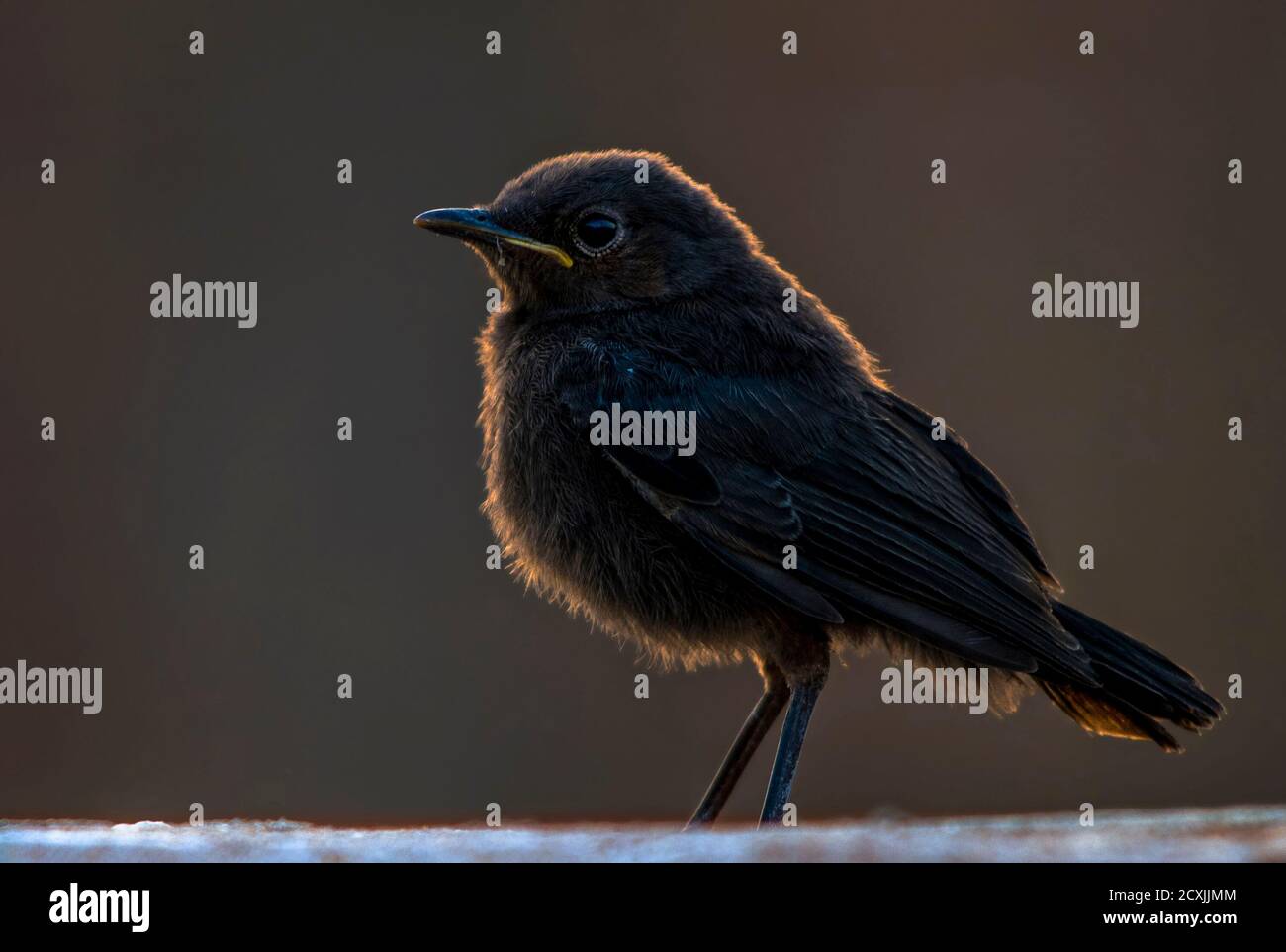 brown rock chat siting with blur back ground Stock Photo - Alamy