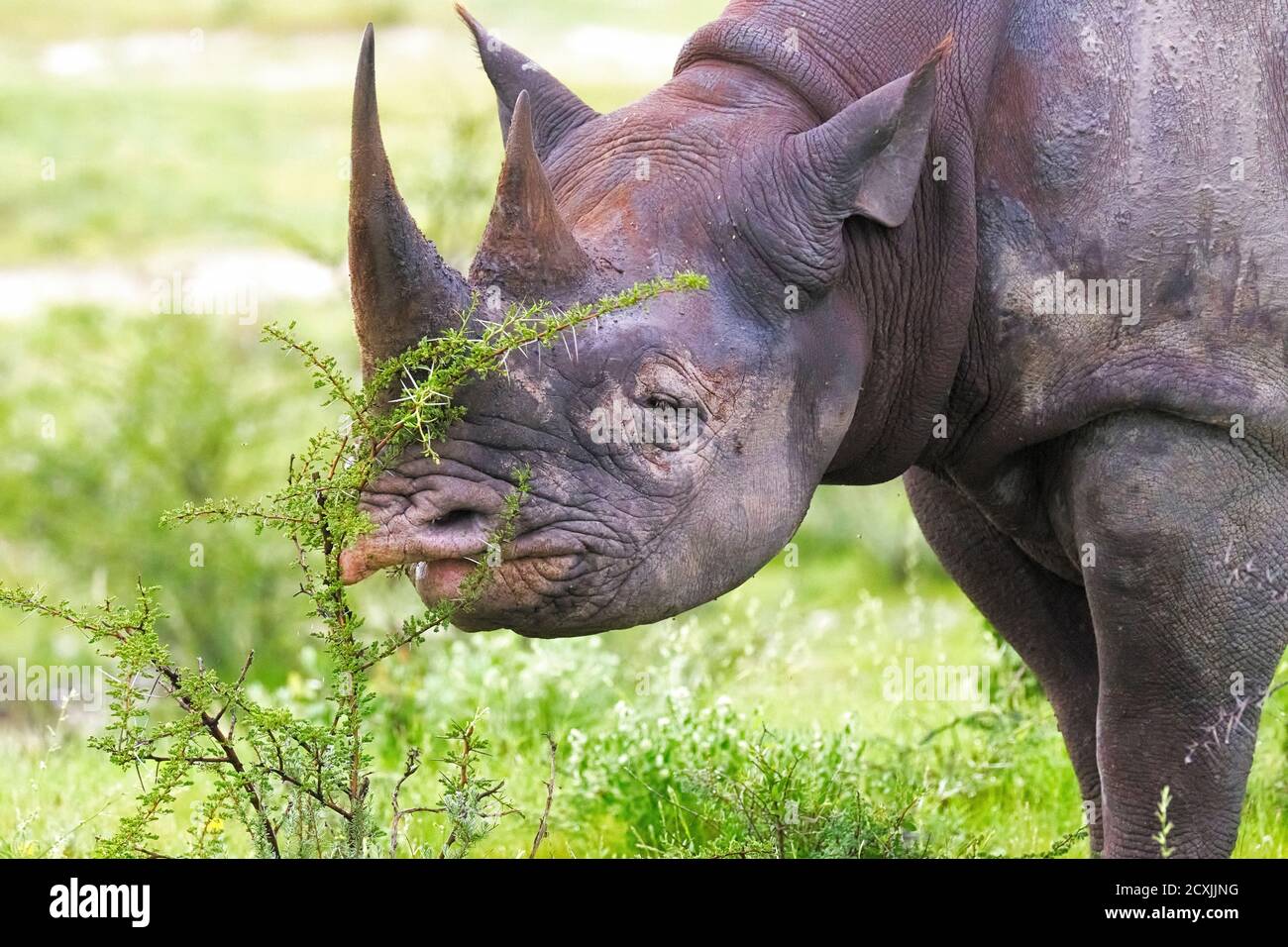 Two Horned Rhinoceros High Resolution Stock Photography and Images - Alamy