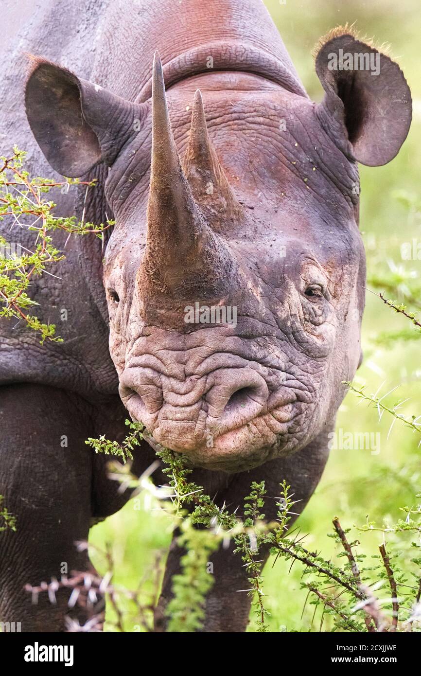 Rhino Face Close Up