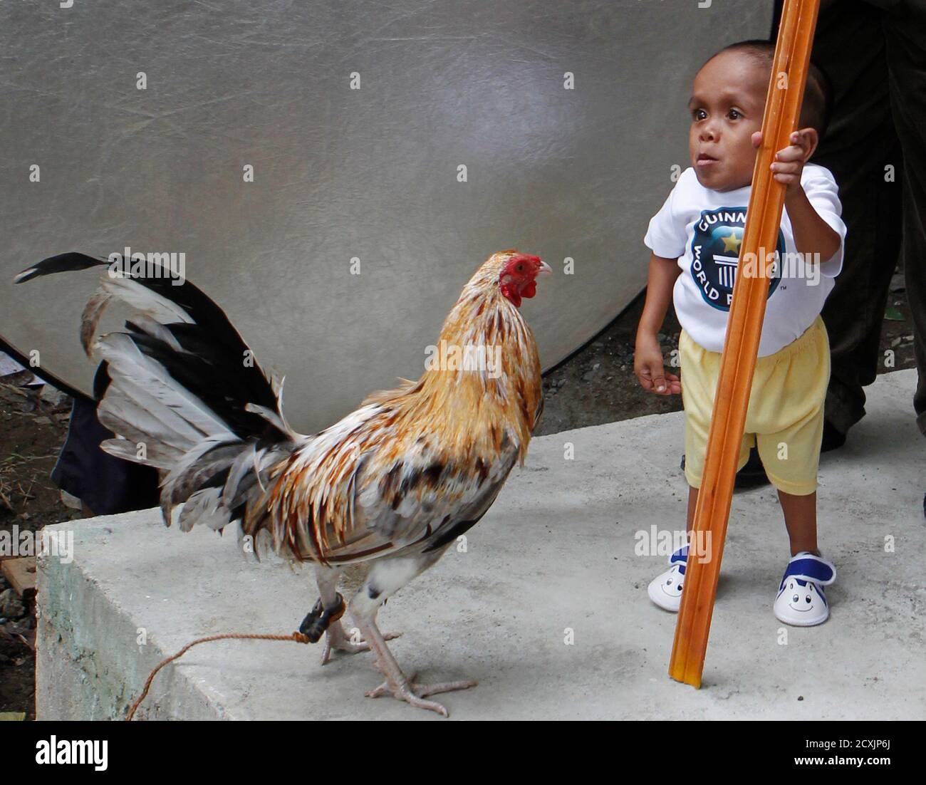 Filipino rooster hi-res stock photography and images - Alamy