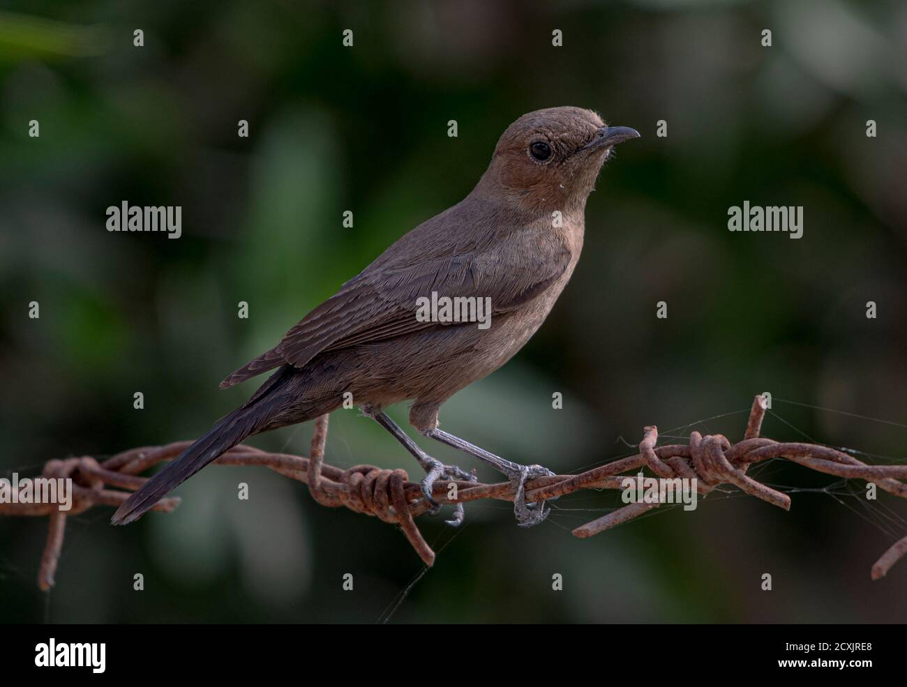 Brown rock chat bird hi-res stock photography and images - Alamy
