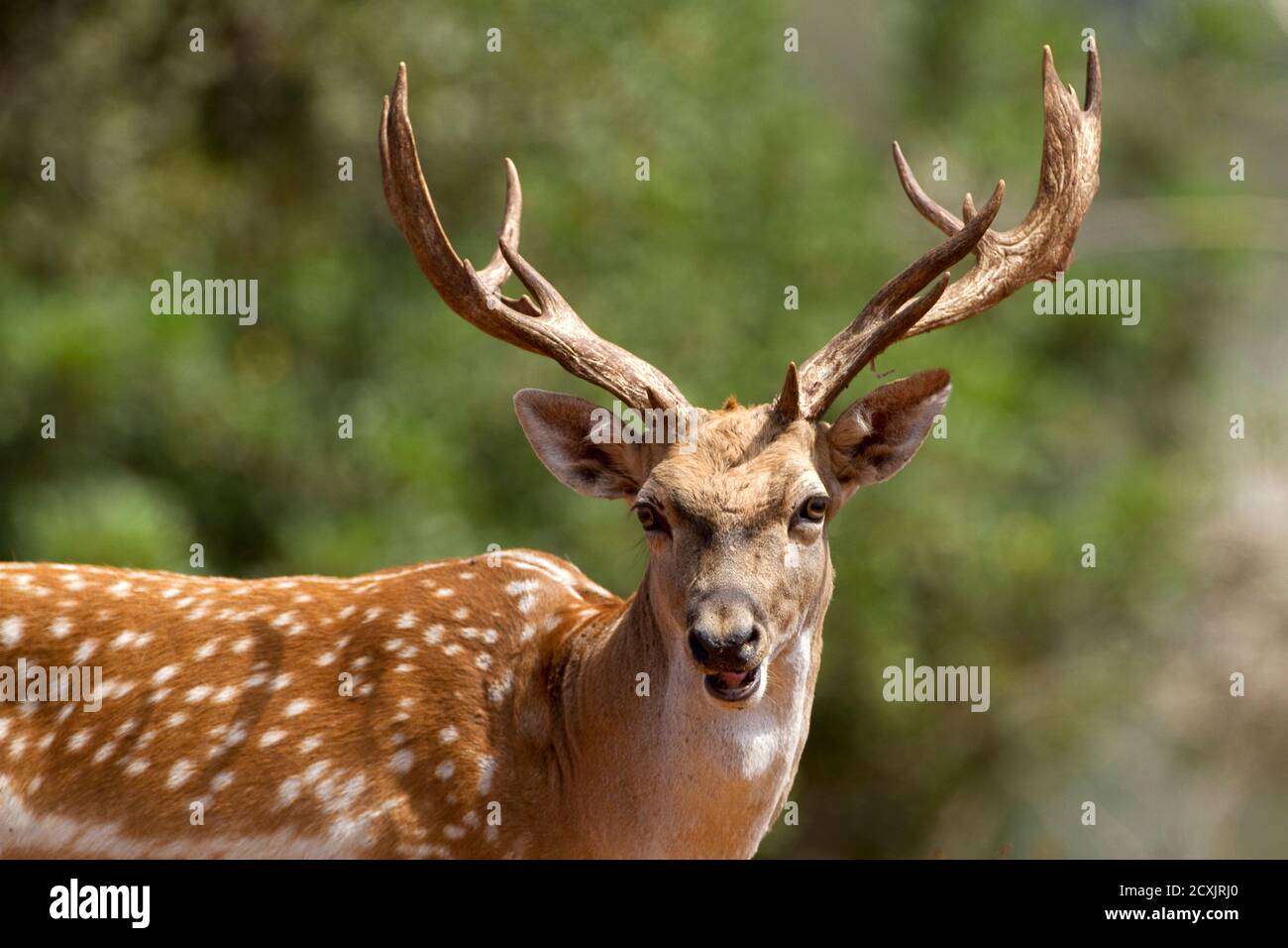 Male Mesopotamian Fallow deer (Dama mesopotamica) Photographed in ...