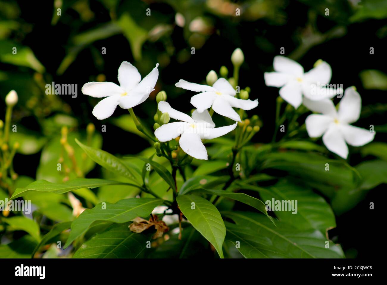 Surrounded by green leaves, a bunch of tug flowers Stock Photo - Alamy