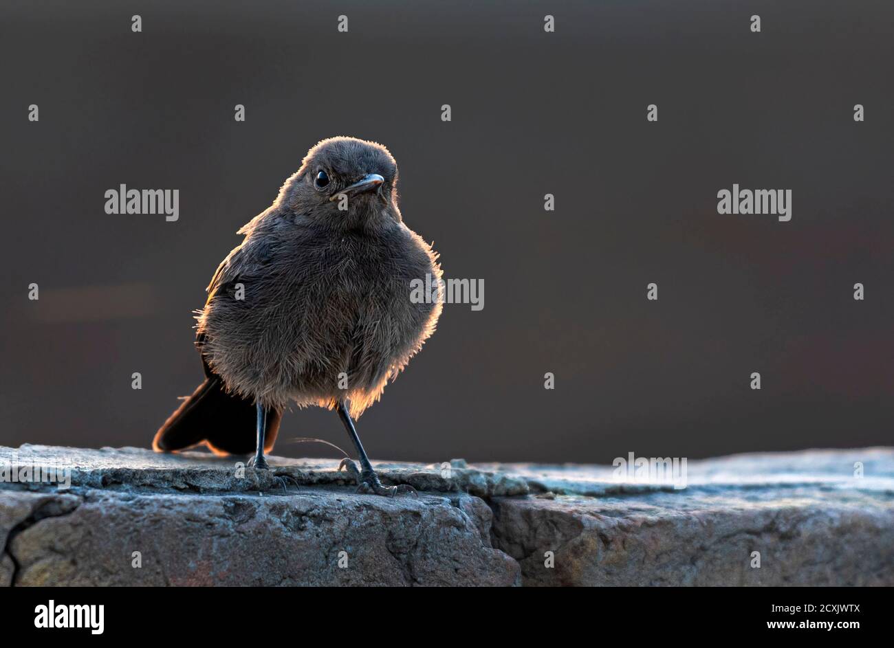 brown rock chat siting with blur back ground Stock Photo - Alamy