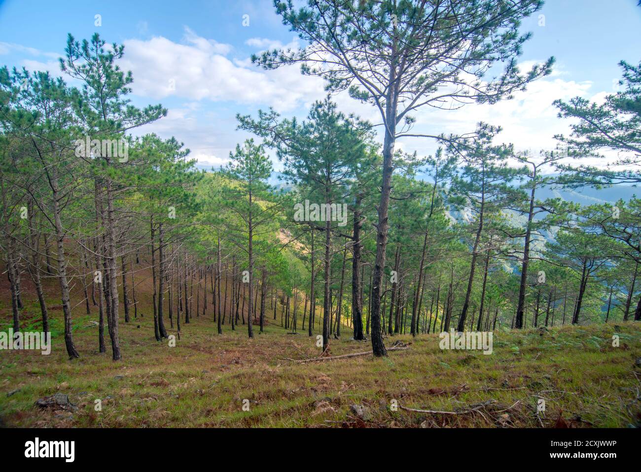 Benquet hi-res stock photography and images - Alamy