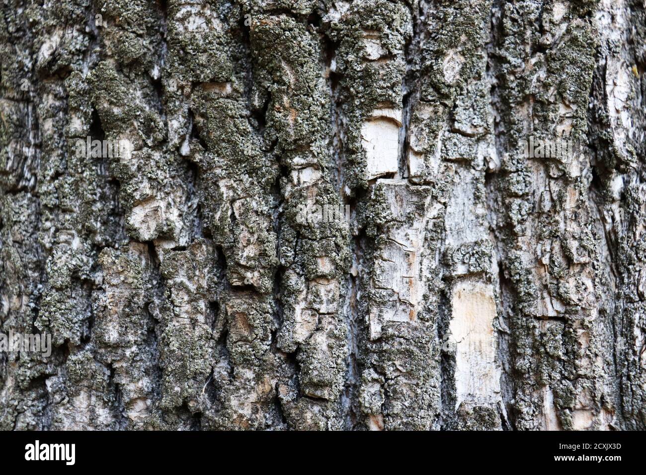 Abstract tree texture hi-res stock photography and images - Alamy