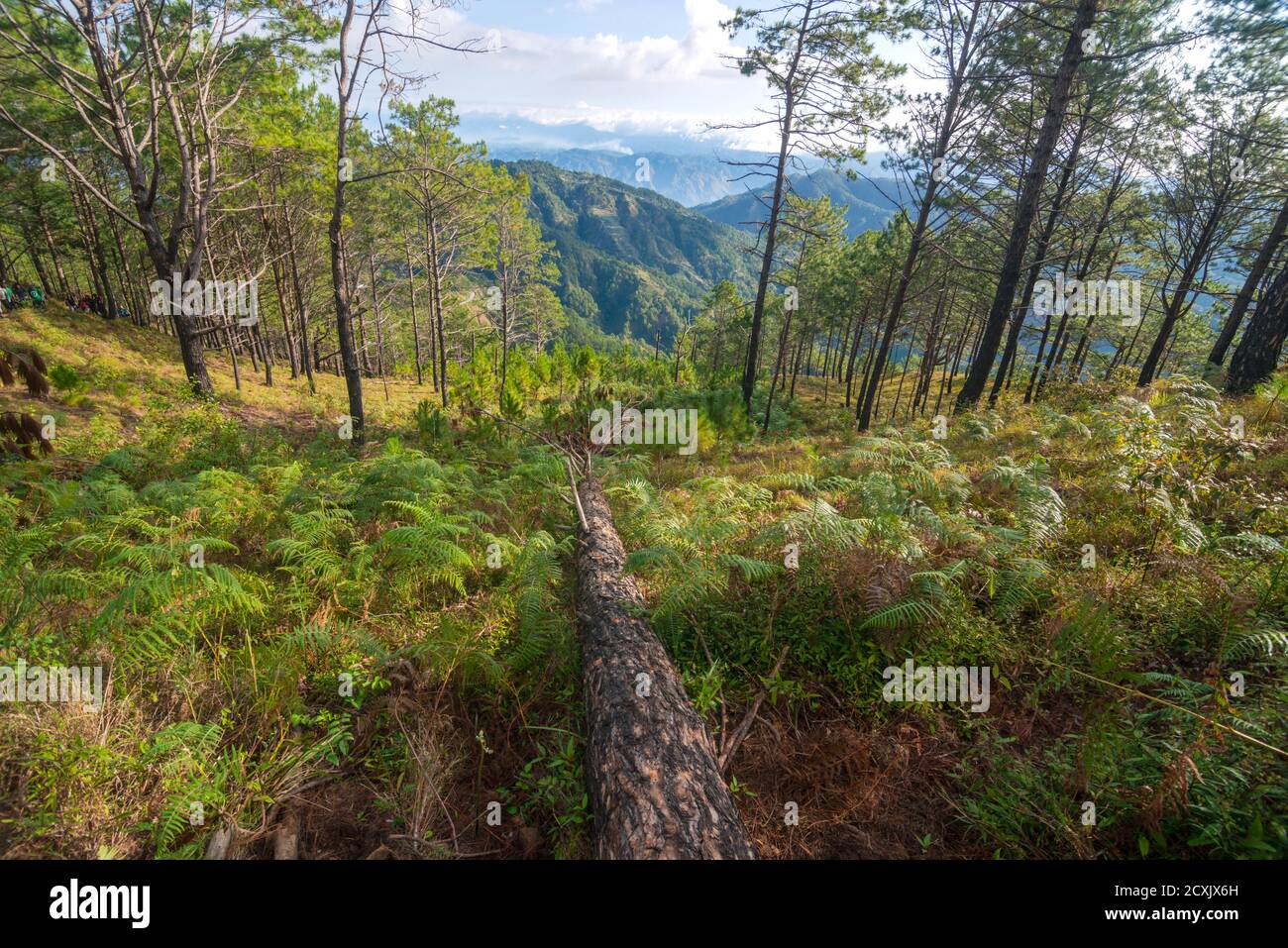 Benquet hi-res stock photography and images - Alamy