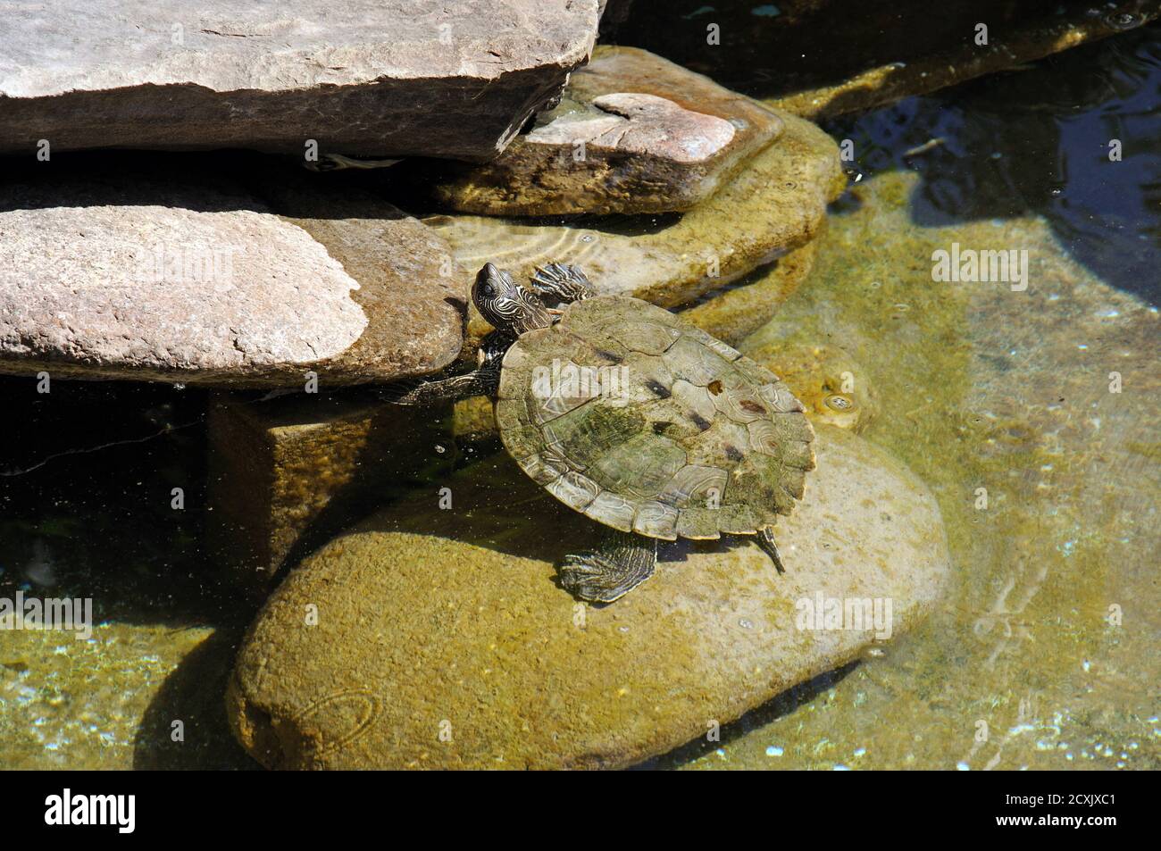 Terrapin fish hi-res stock photography and images - Alamy