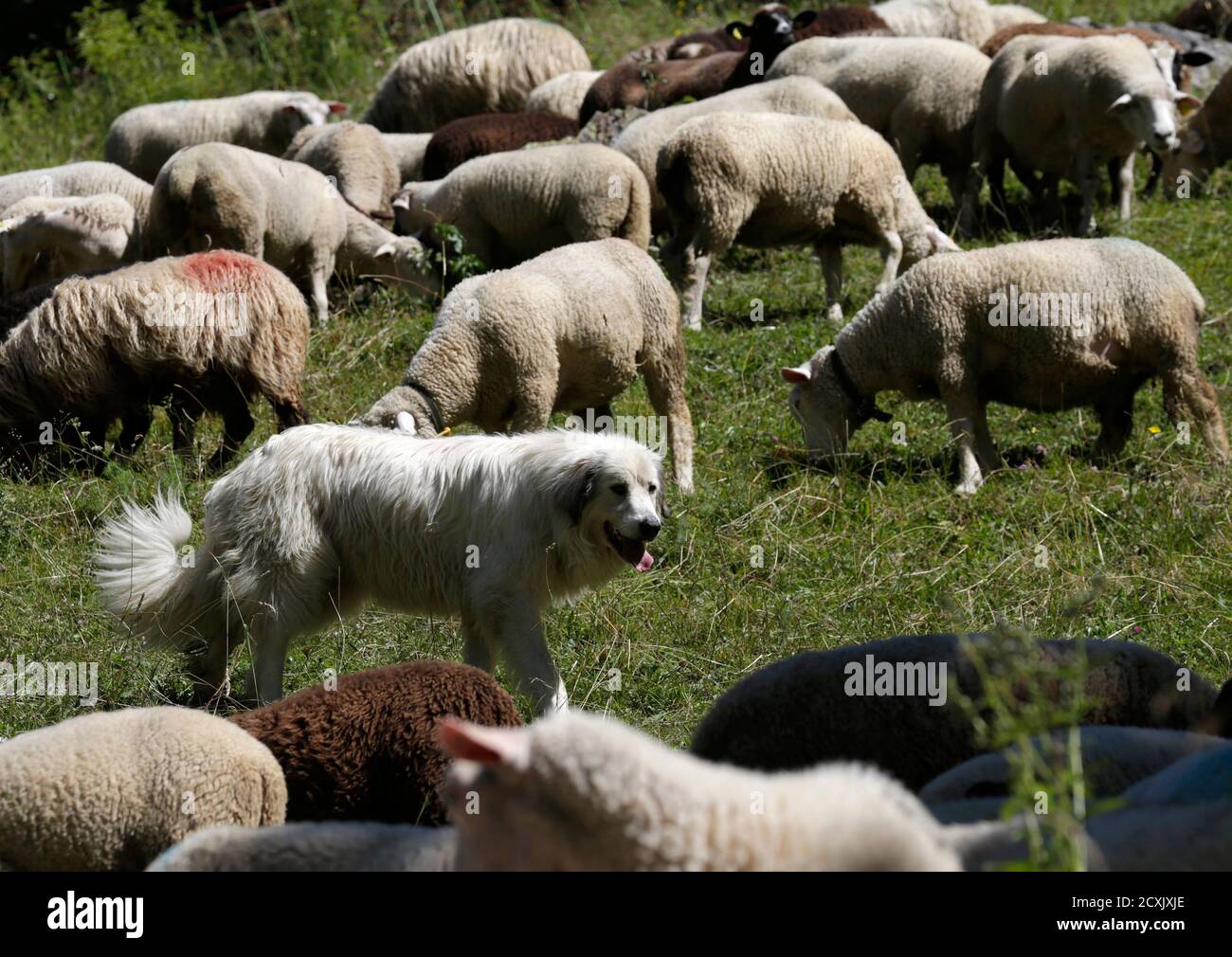 Country living dog hi-res stock photography and images - Alamy