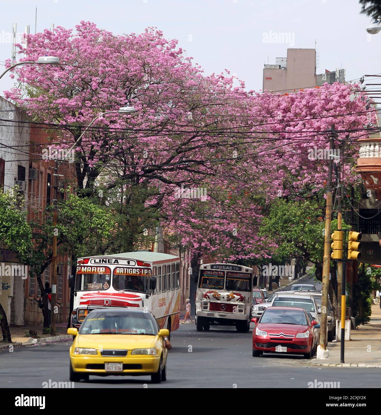 Lapacho trees hi-res stock photography and images - Alamy