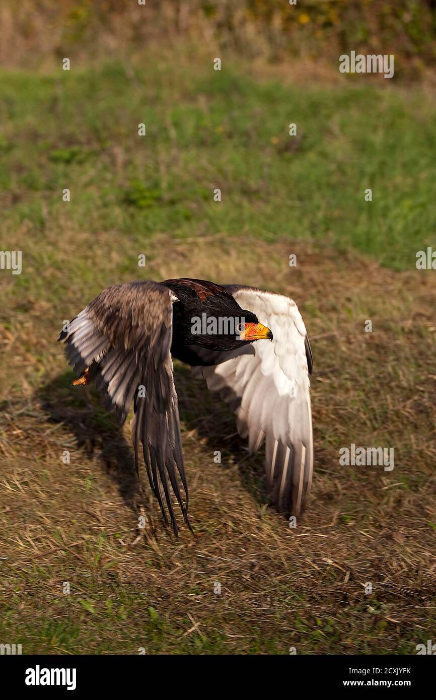 Bateleur Eagle, terathopius ecaudatus, Adult in Flight Stock Photo - Alamy