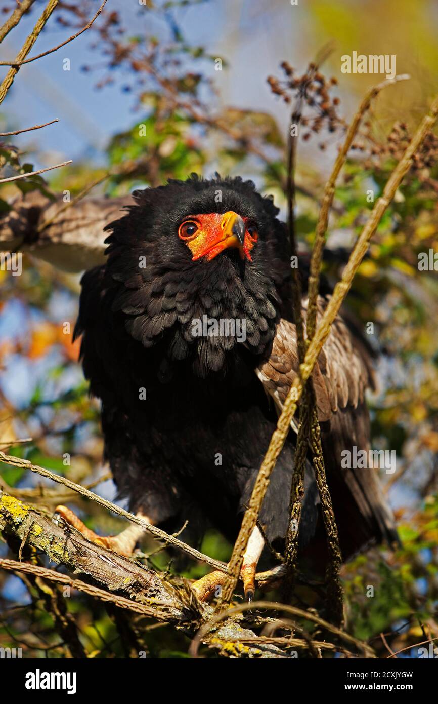 Bateleur Eagle, terathopius ecaudatus, Adult Stock Photo - Alamy