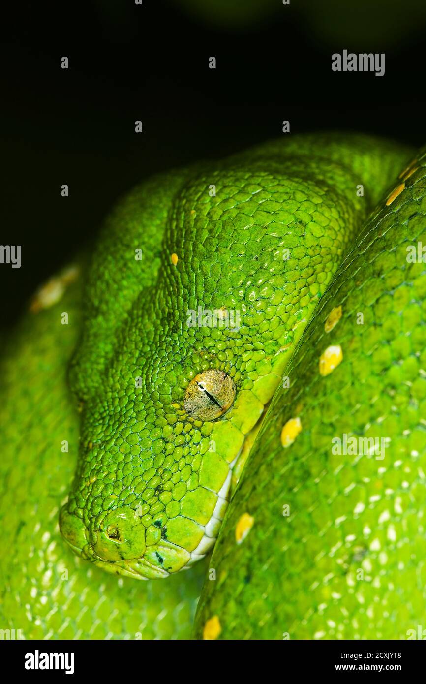 Green Tree Python, morelia viridis, close up of Head Stock Photo - Alamy