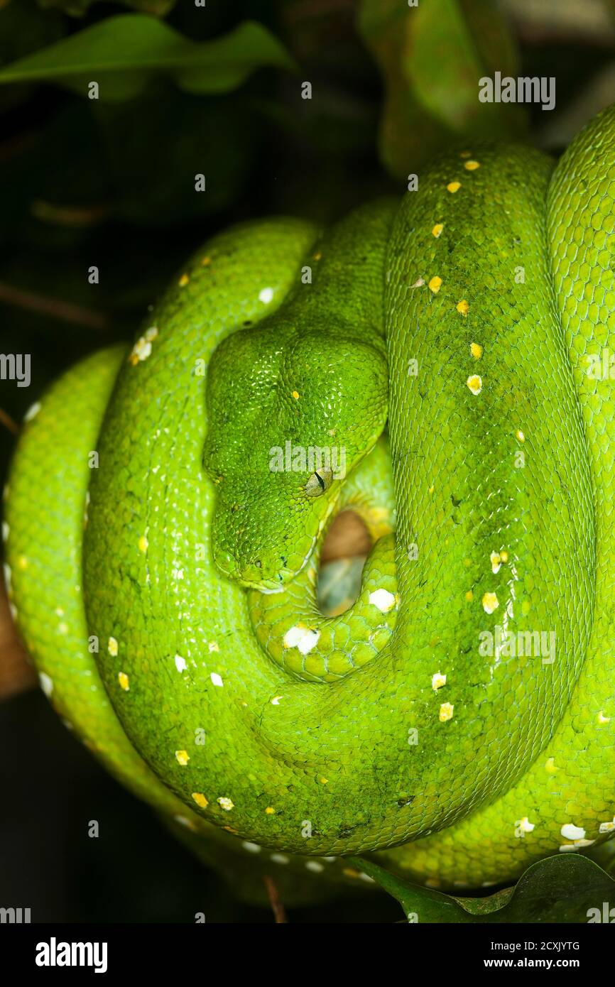 Green Tree Python, morelia viridis, Adult coiled on Branch Stock Photo ...