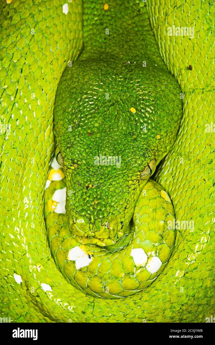 Green Tree Python, morelia viridis, Close up of Head Stock Photo - Alamy