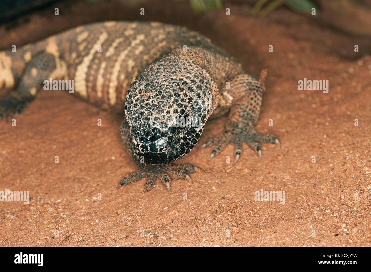 Beaded Lizard, heloderma horridum, a Venomous Specy Stock Photo - Alamy