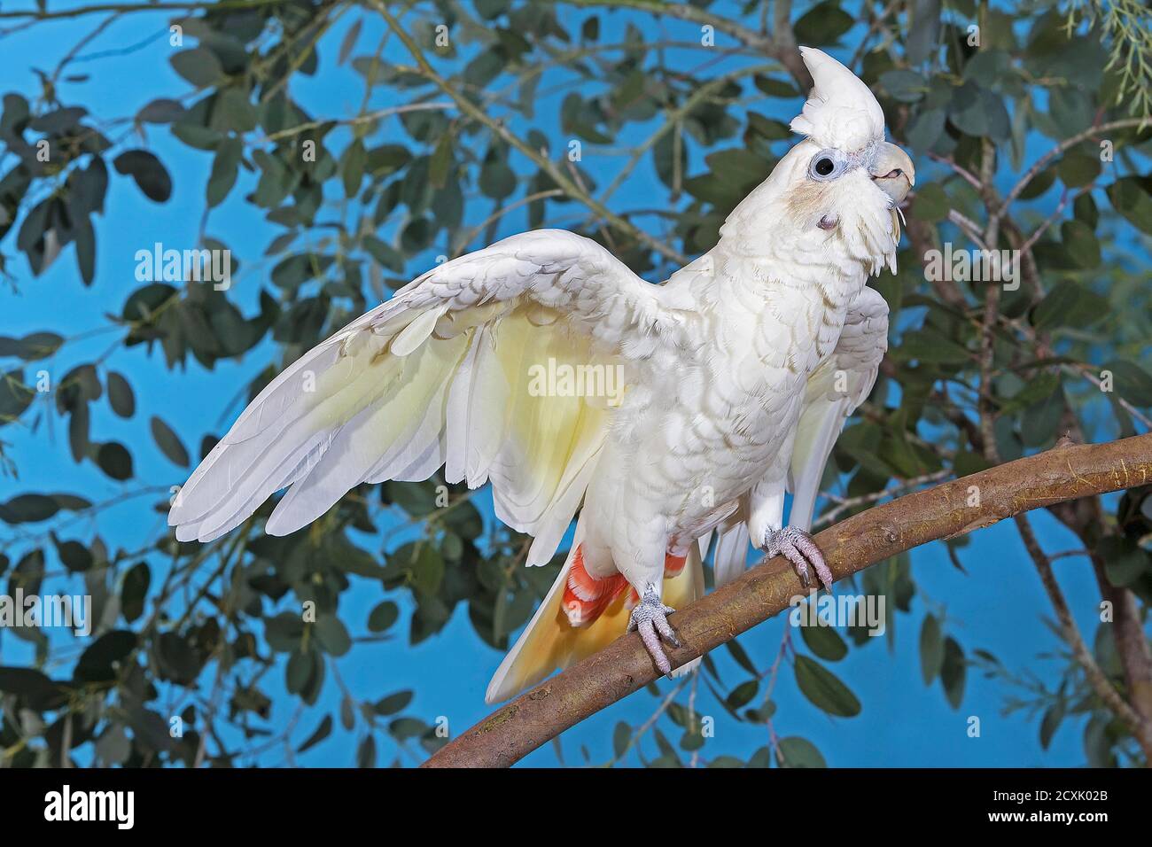 Philippine Cockatoo or Red-Vented Cockatoo, cacatua haematuropygia ...