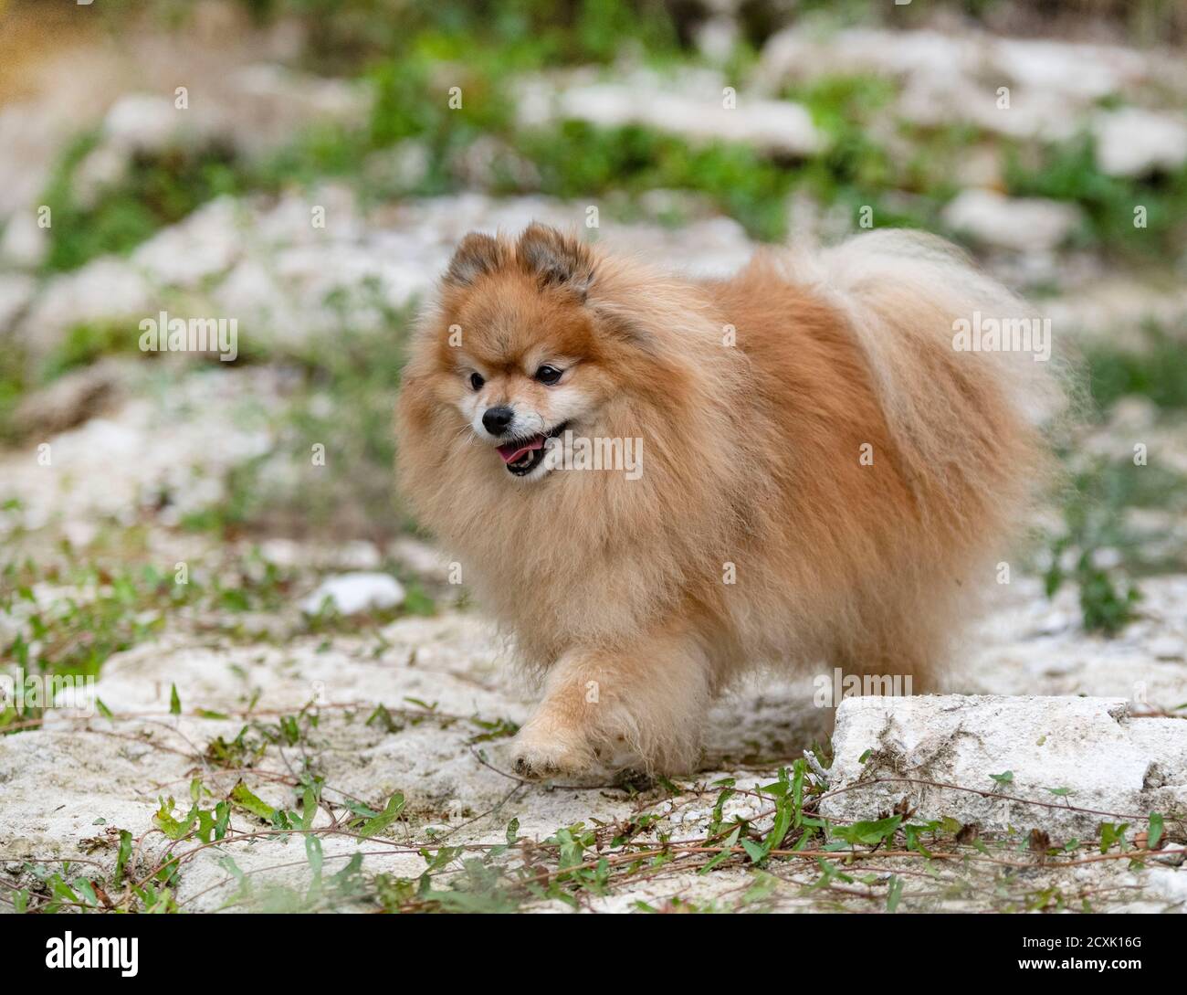 young pomeranian, picture in the nature, in autumn Stock Photo - Alamy