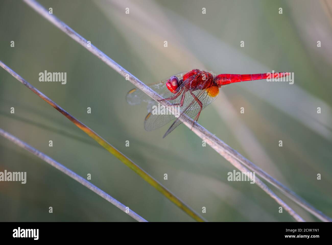 Mediterranean dragonfly of spain hi-res stock photography and images ...