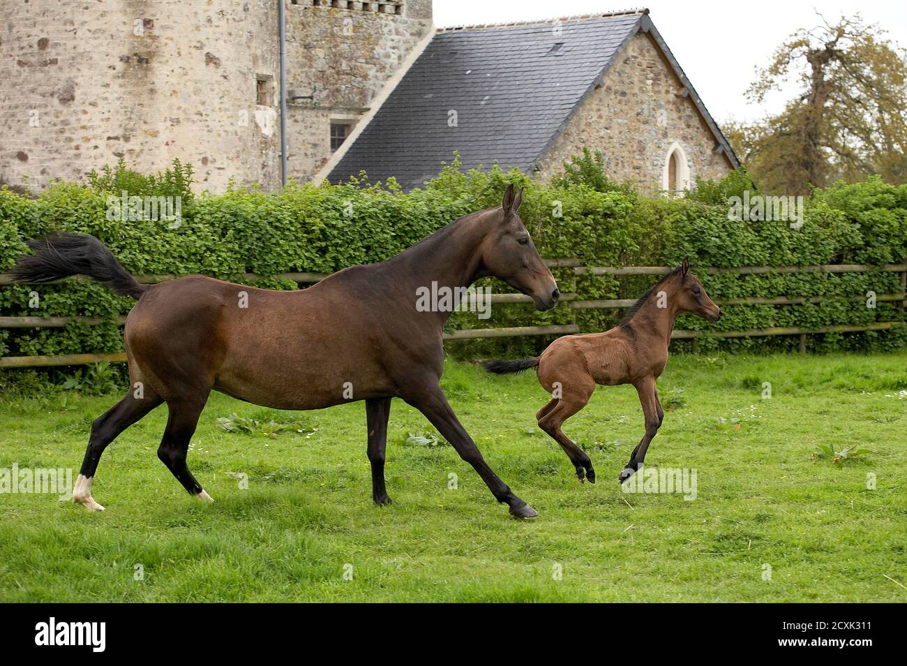 Akhal Teke, Horse Breed from Turkmenistan, Mare and Foal Galloping ...
