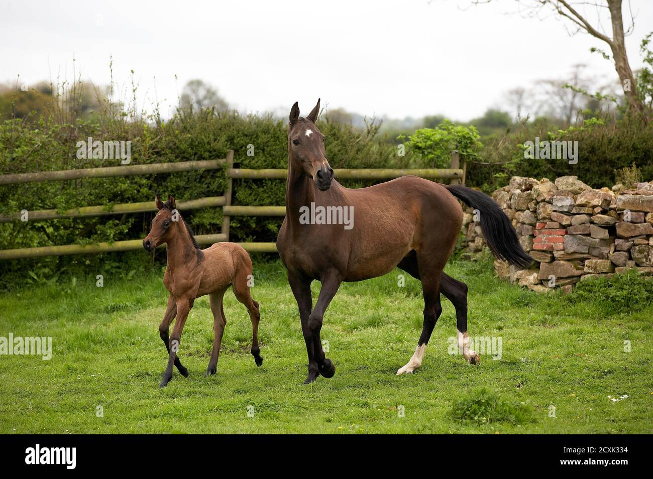 Akhal Teke, Horse Breed from Turkmenistan, Mare and Foal Stock Photo ...