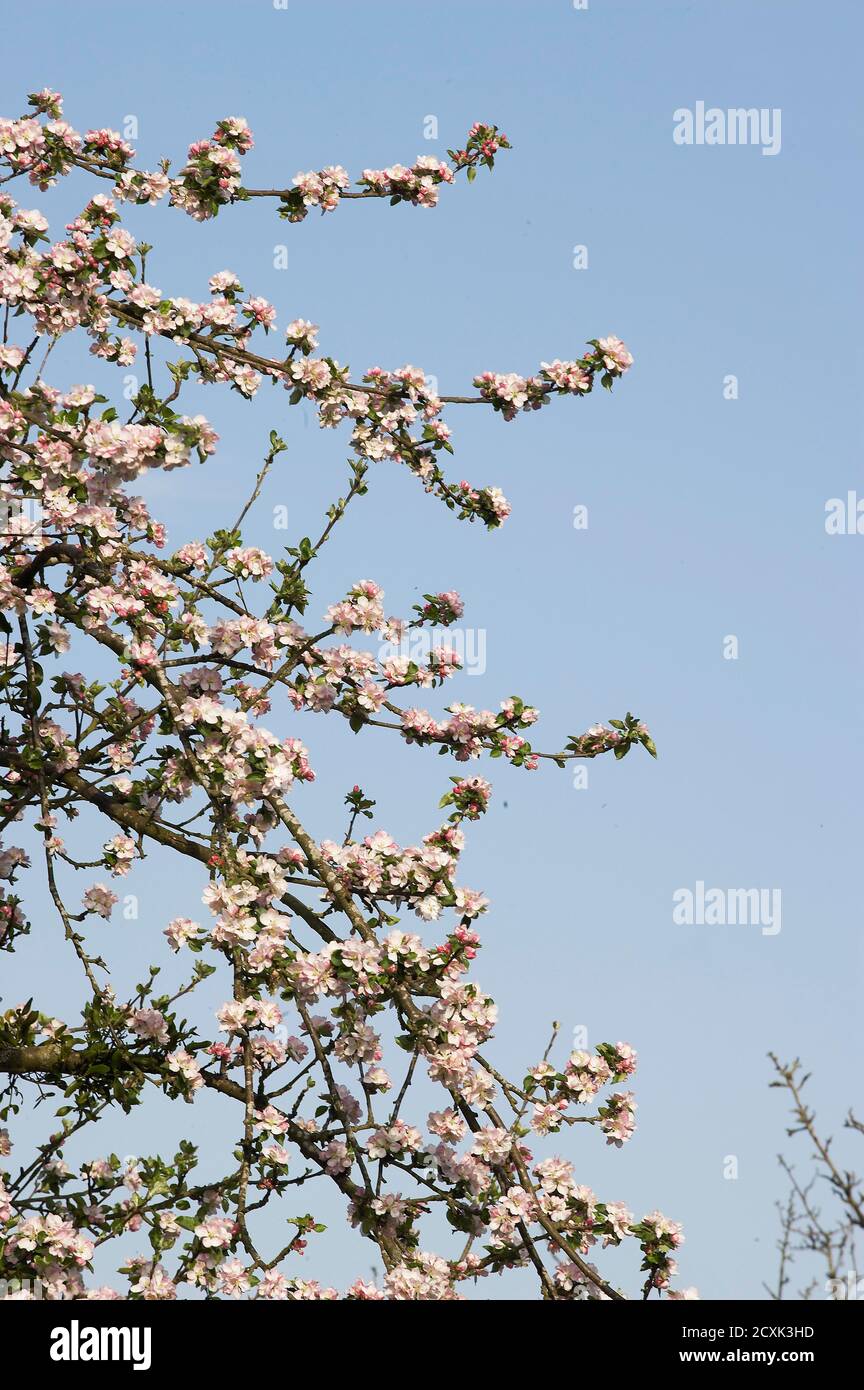 Blooming Cider Apple Tree, malus domestica, Normandy Stock Photo - Alamy
