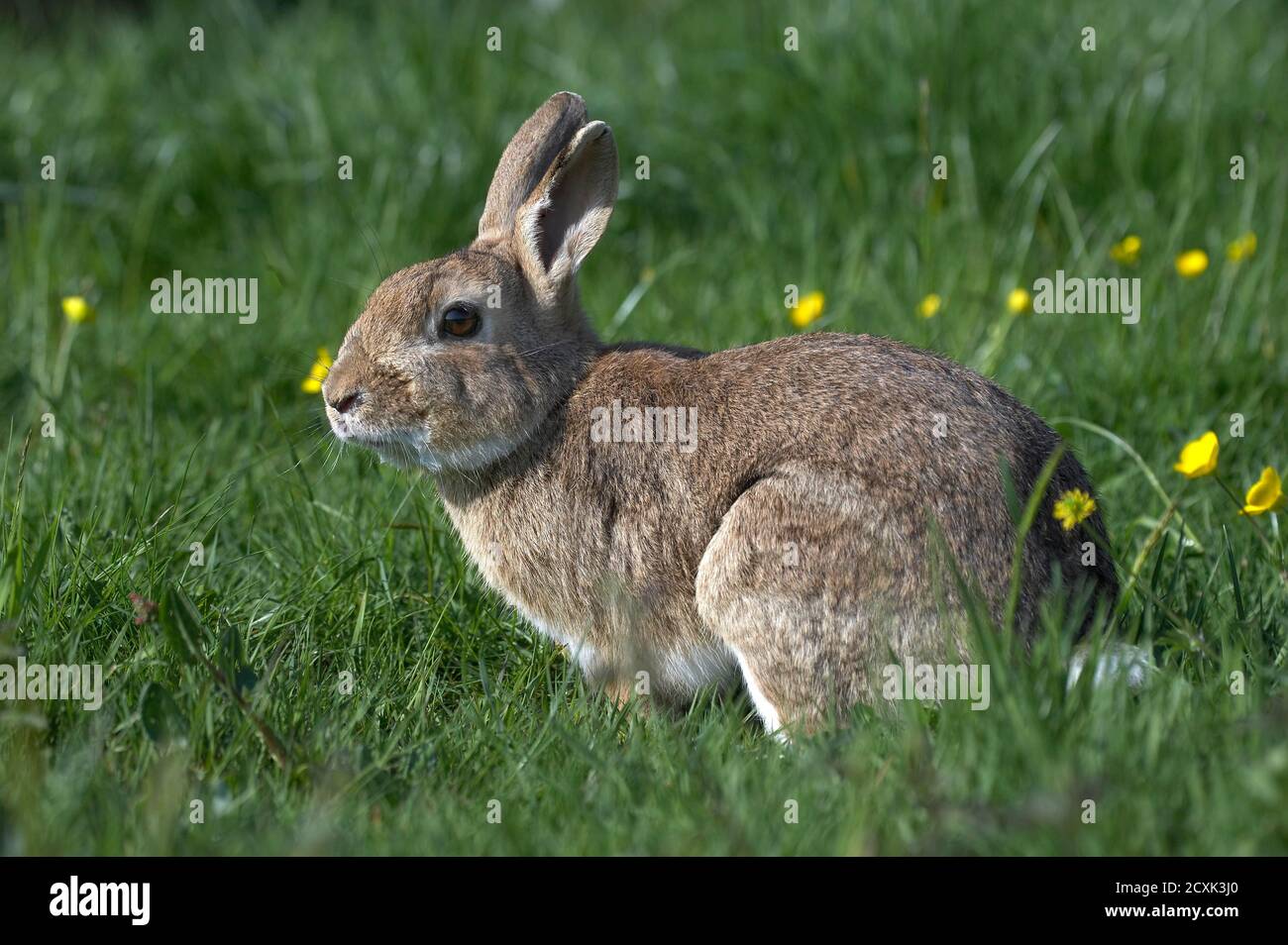 European Rabbit or Wild Rabbit, oryctolagus cuniculus, Adult with ...
