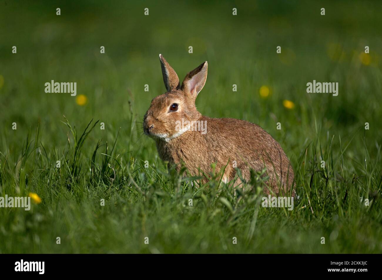 European Rabbit or Wild Rabbit, oryctolagus cuniculus, Adult standing ...