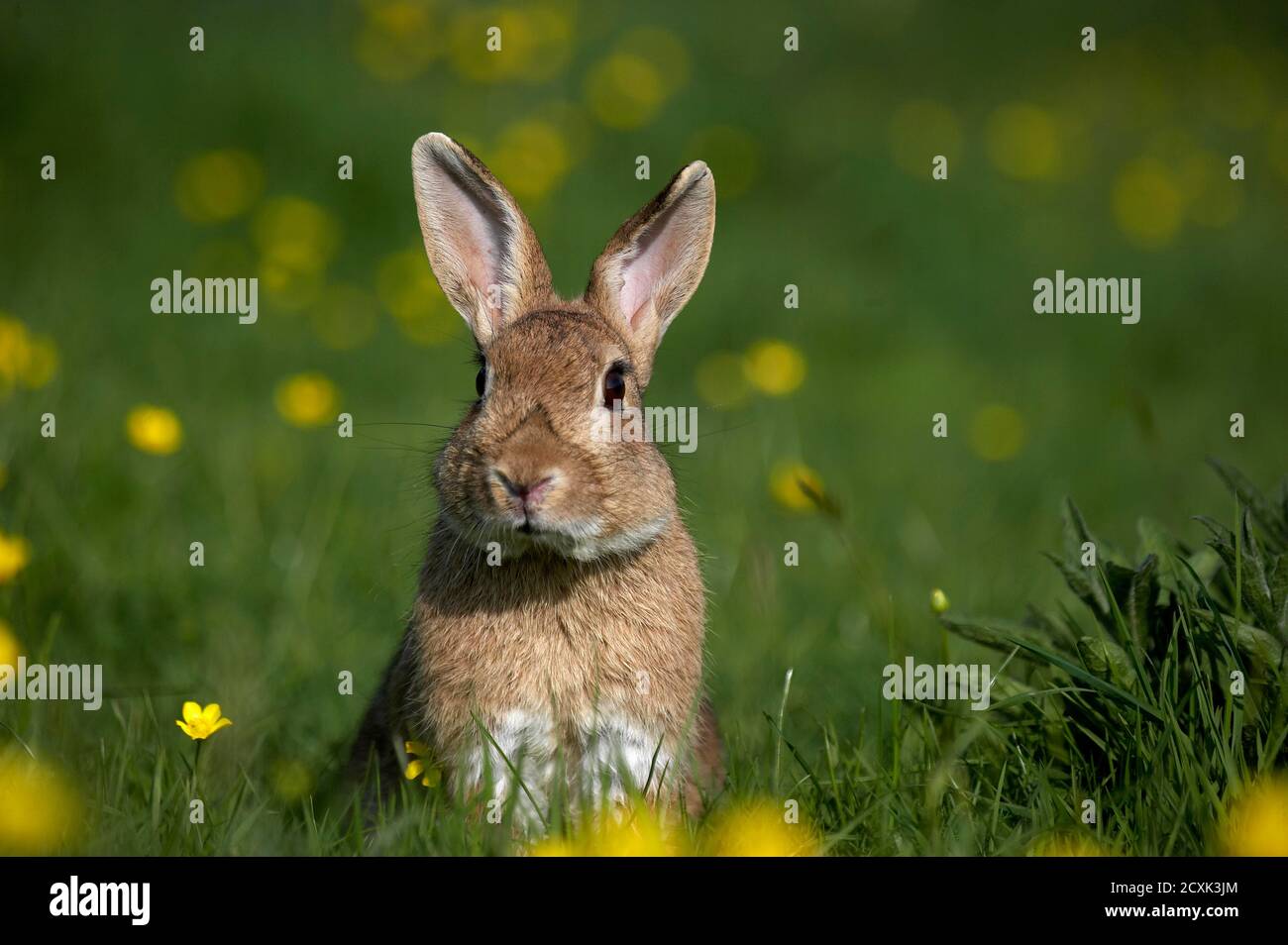 European Rabbit or Wild Rabbit, oryctolagus cuniculus, Adult with ...