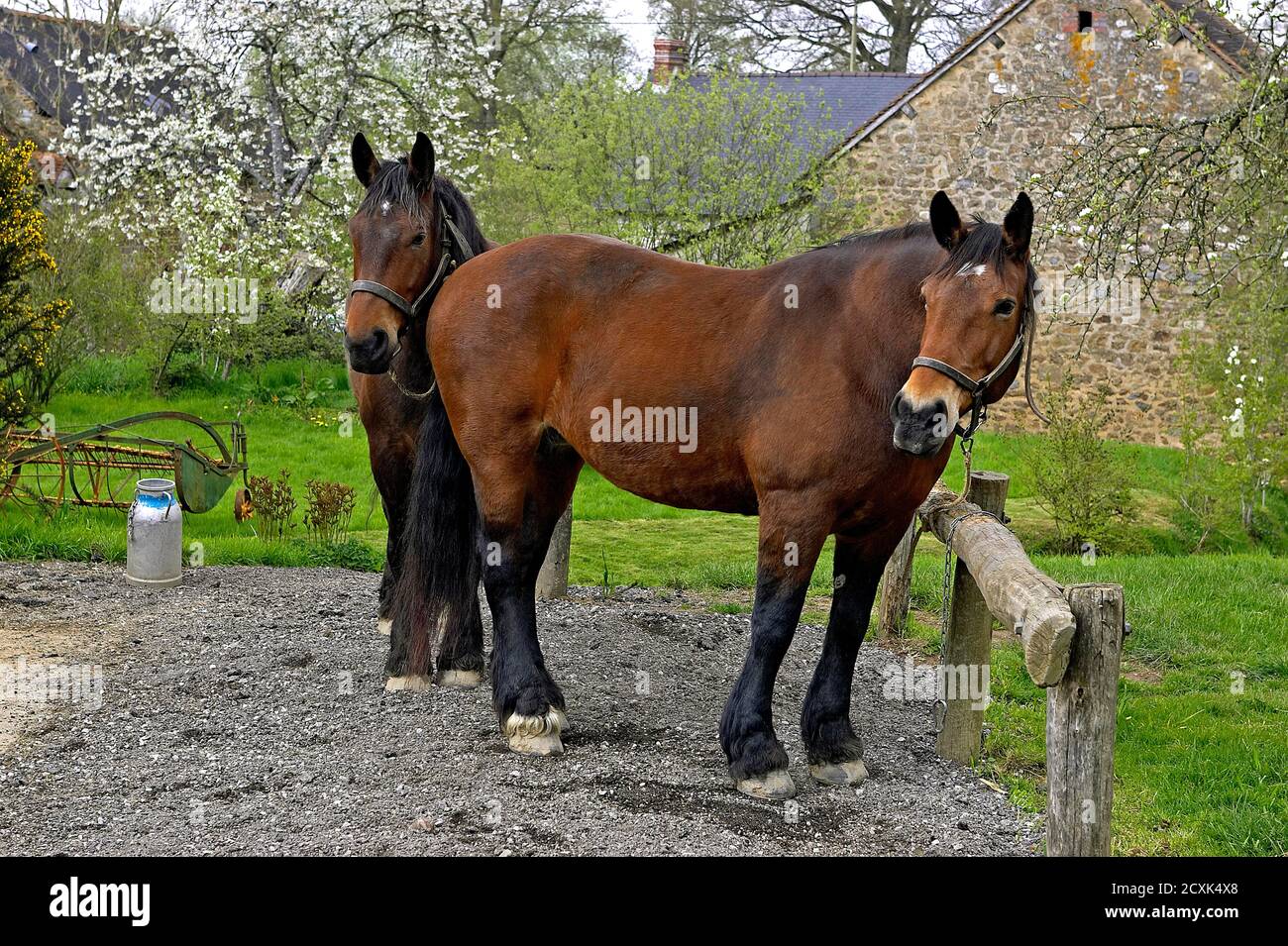 Cob Normand Draft Horse, French Breed Stock Photo - Alamy