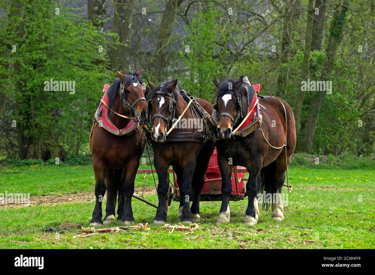 Harnessed Cob Normand Draft Horse, French Breed Stock Photo - Alamy