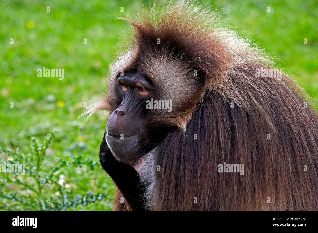 Gelada Baboon, theropithecus gelada, Portrait of Male Stock Photo - Alamy