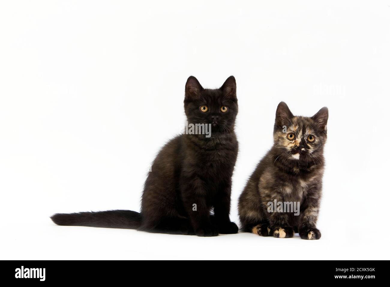 Black and Black Tortoise-shell British Shorthair Domestic Cat, 2 Months ...