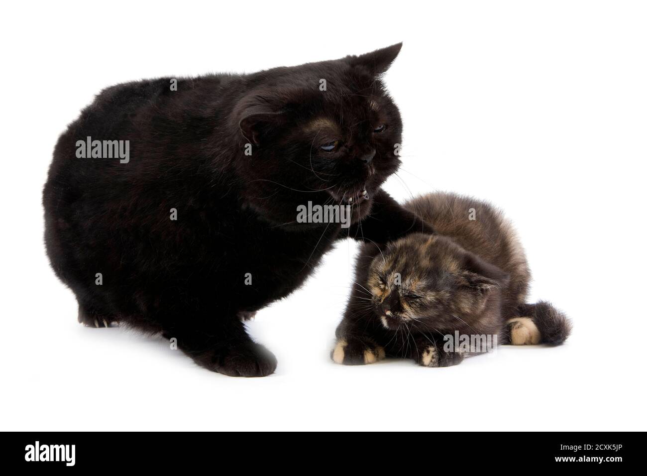 Black and Black Tortoise-shell British Shorthair Domestic Cat, Mother ...