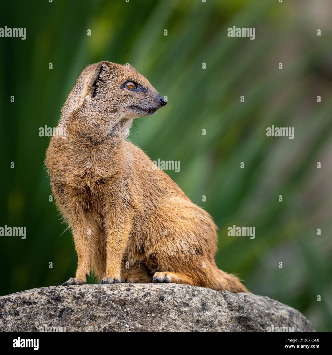 Yellow Mongoose (Cynictis penicillata), Wildlife Park, UK Stock Photo ...