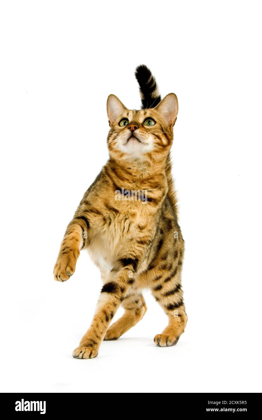 Brown Spotted Tabby Bengal Domestic Cat holding Paw up against White ...