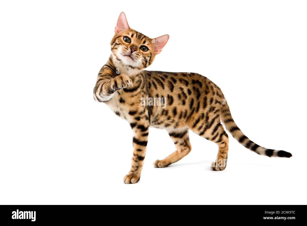 Brown Spotted Tabby Bengal Domestic Cat holding Paw up against White ...