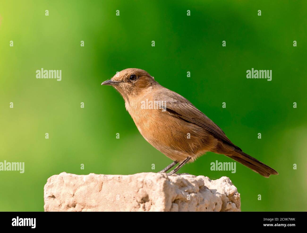 brown rock chat siting with blur back ground Stock Photo - Alamy