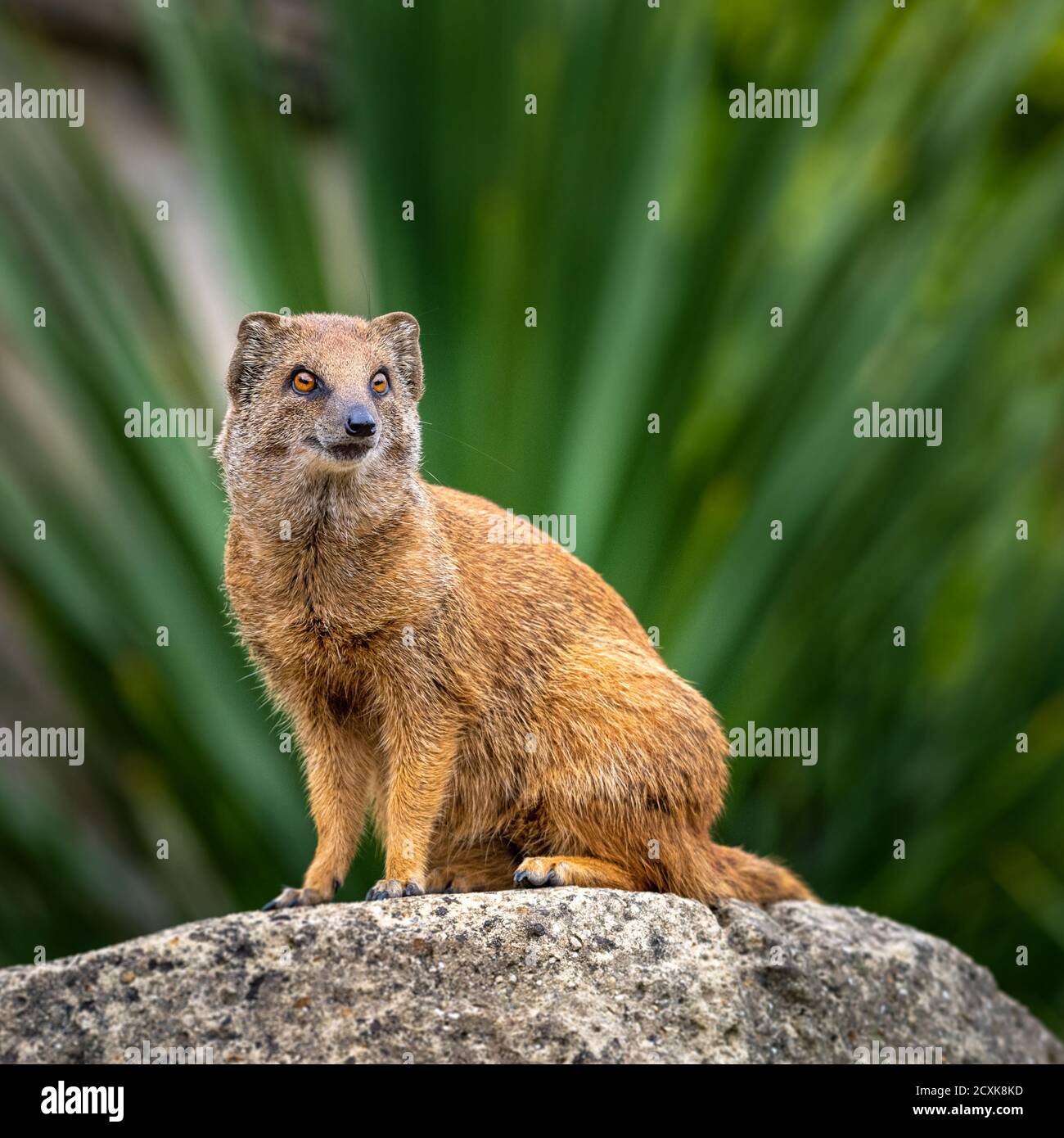 Yellow Mongoose (Cynictis penicillata), Wildlife Park, UK Stock Photo ...