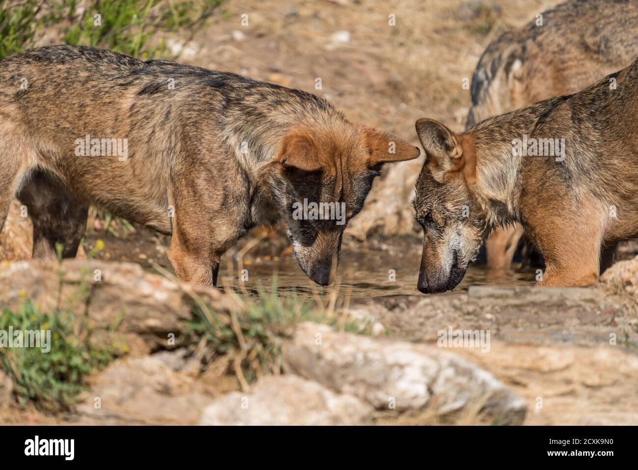 Two wolfs hi-res stock photography and images - Alamy