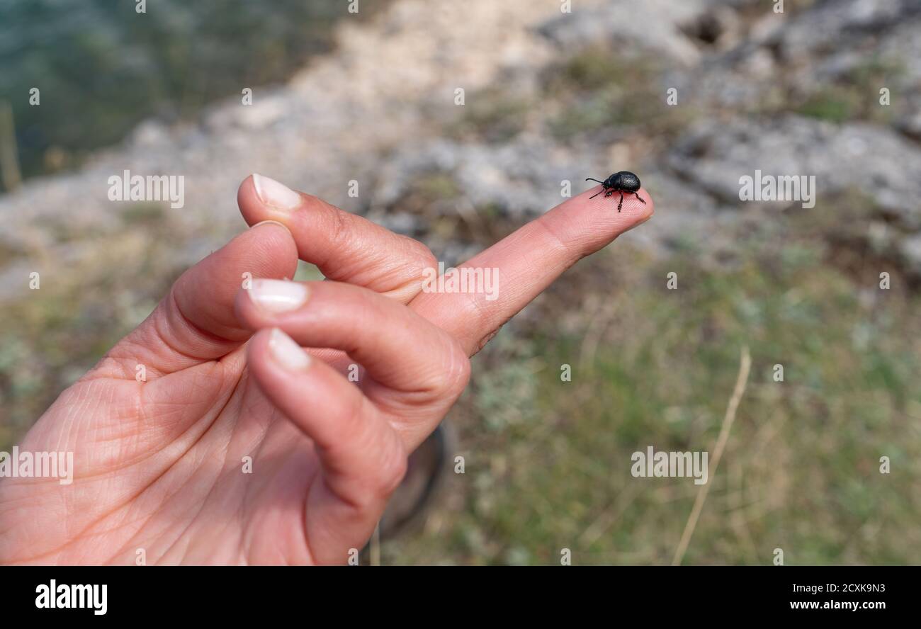 Hand holding black bug over finger with blurred background Stock Photo ...