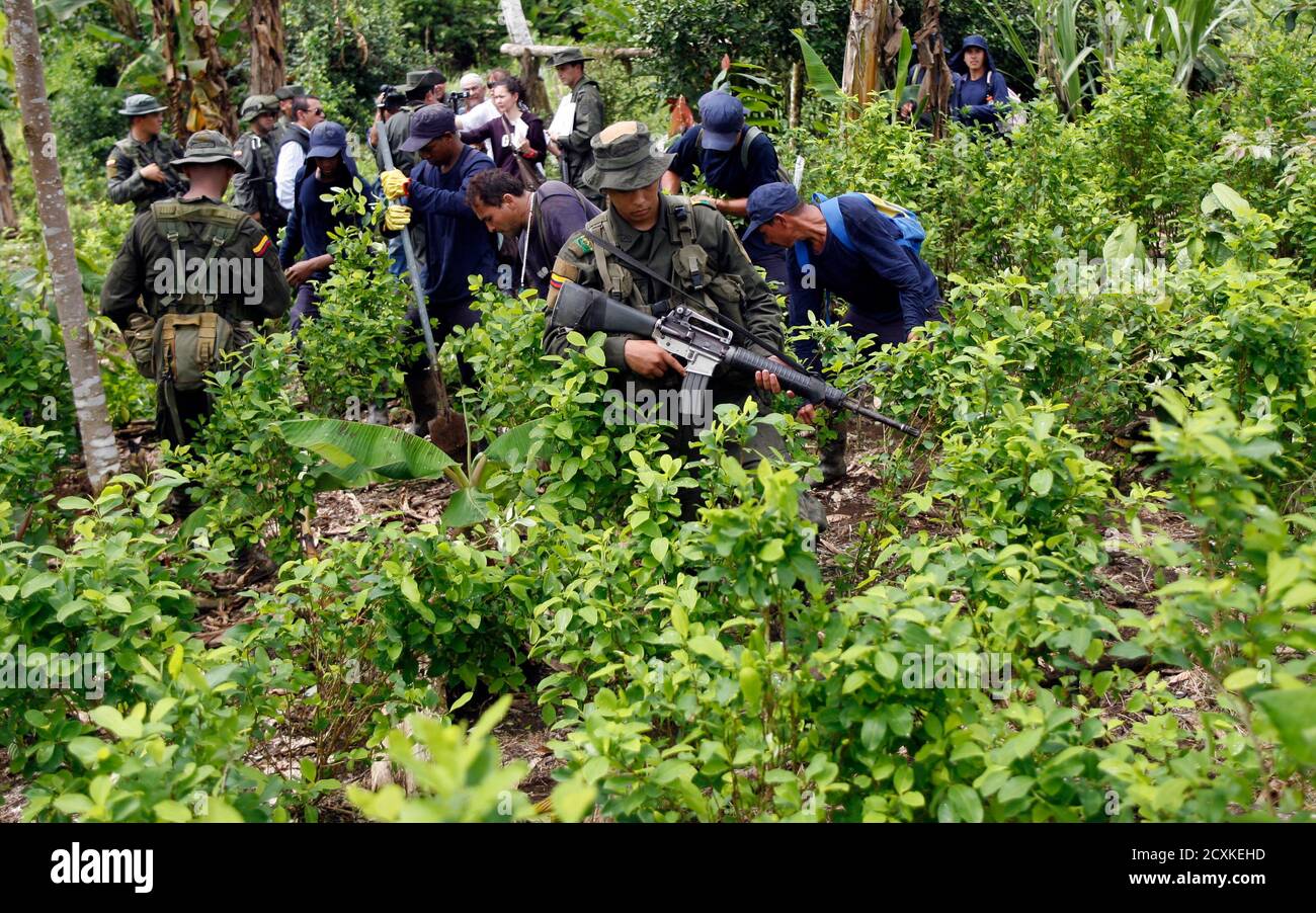 Colombia coca plantation hi-res stock photography and images - Alamy