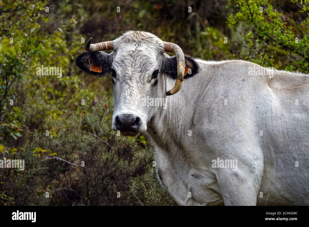 White Gascon cow, with bent horn, cattle, in the Ariege region of ...