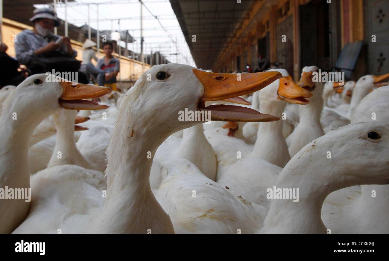 Slaughtered ducks hi-res stock photography and images - Alamy