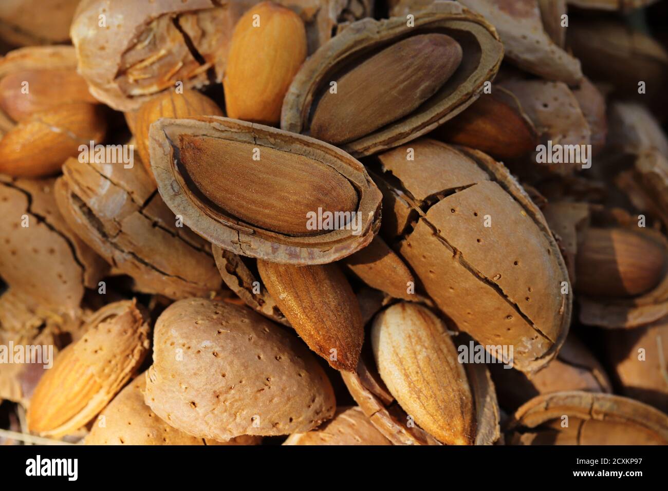 Harvesting almond hi-res stock photography and images - Alamy