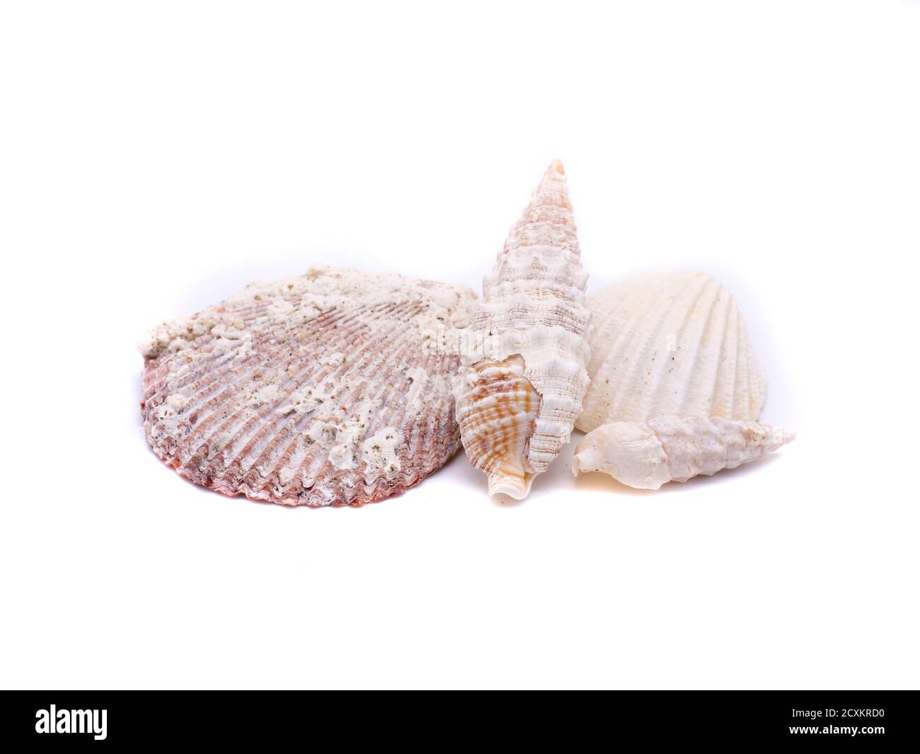 different seashells isolated on white background Stock Photo - Alamy