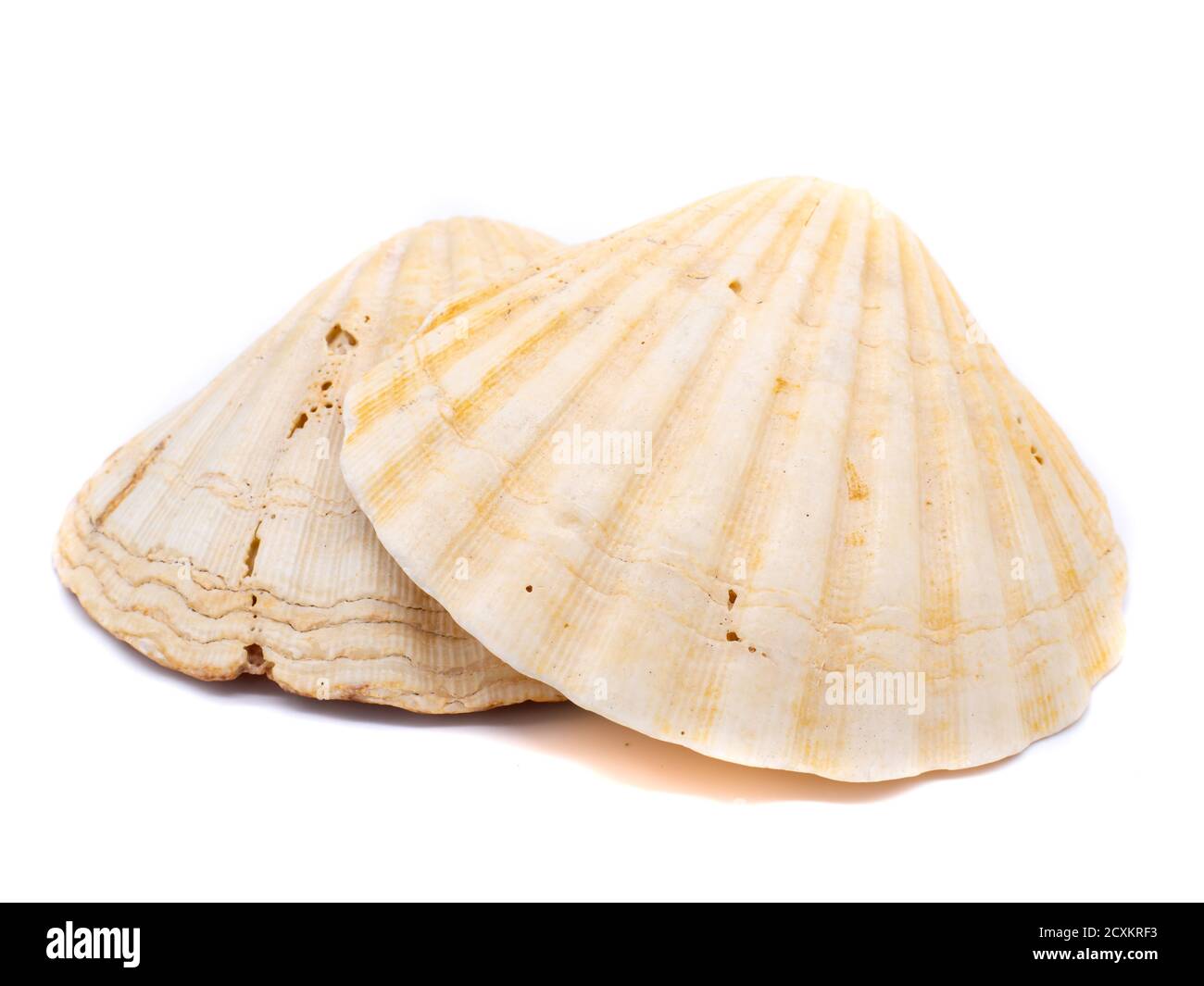 large seashells isolated on white background Stock Photo - Alamy