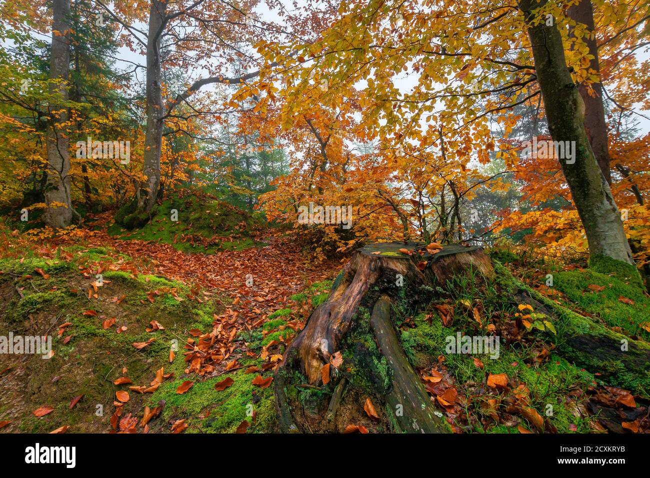 beech trees in colorful foliage. misty forest scenery. colorful foliage ...