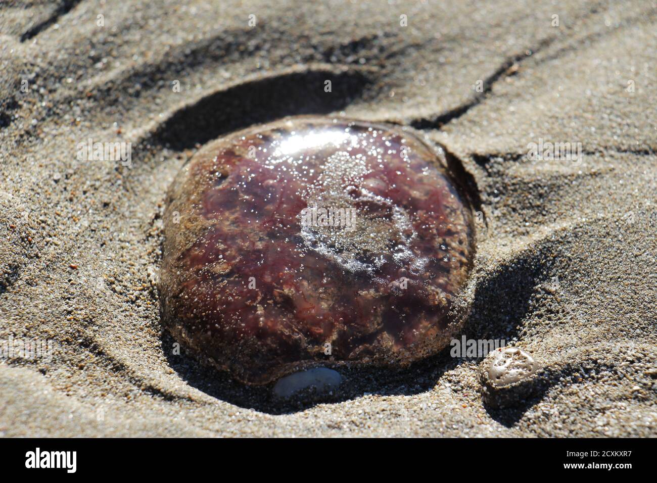 Scheibenqualle hi-res stock photography and images - Alamy